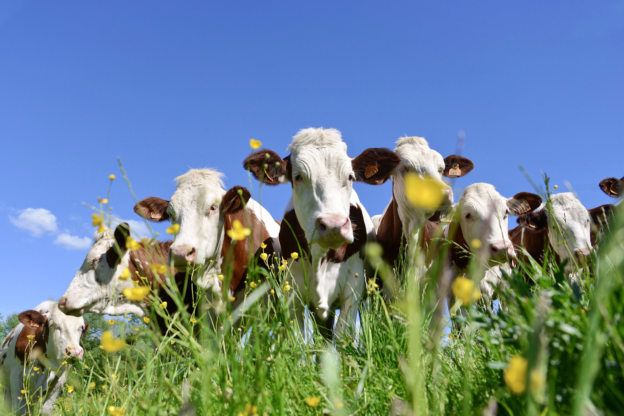 Informations sur le Gruyère de France : région, histoire
